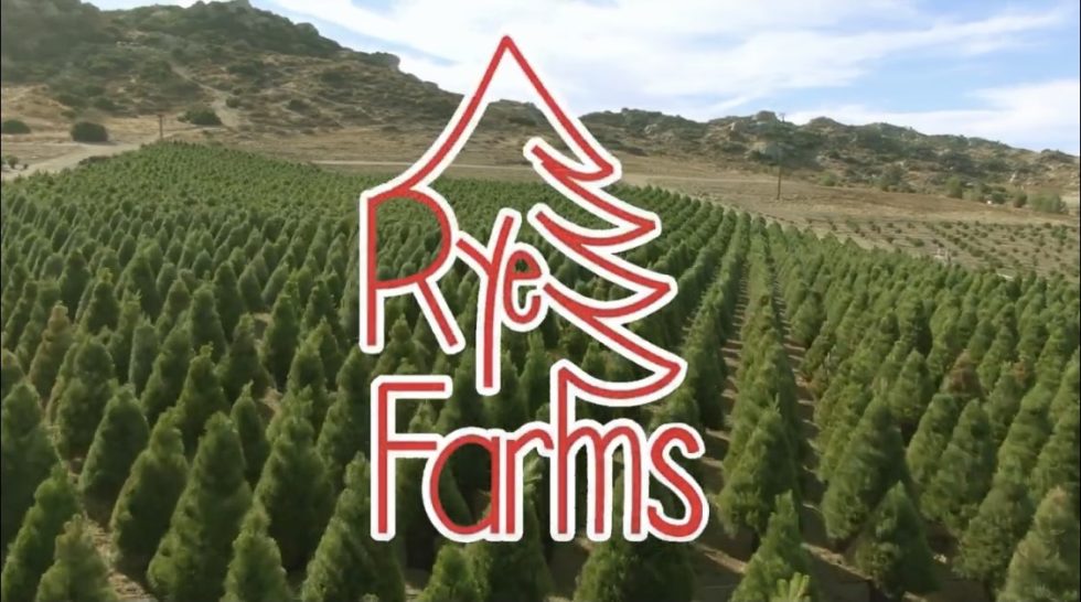Rye Farms | Christmas Tree Farm